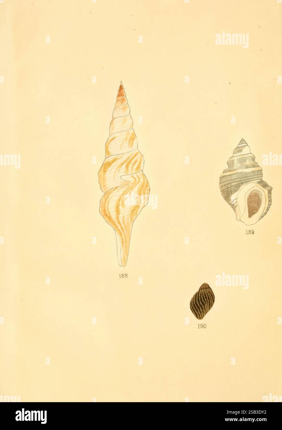 Pictorial works shells yoichiro hirase turrids sea snails sea hi-res ...