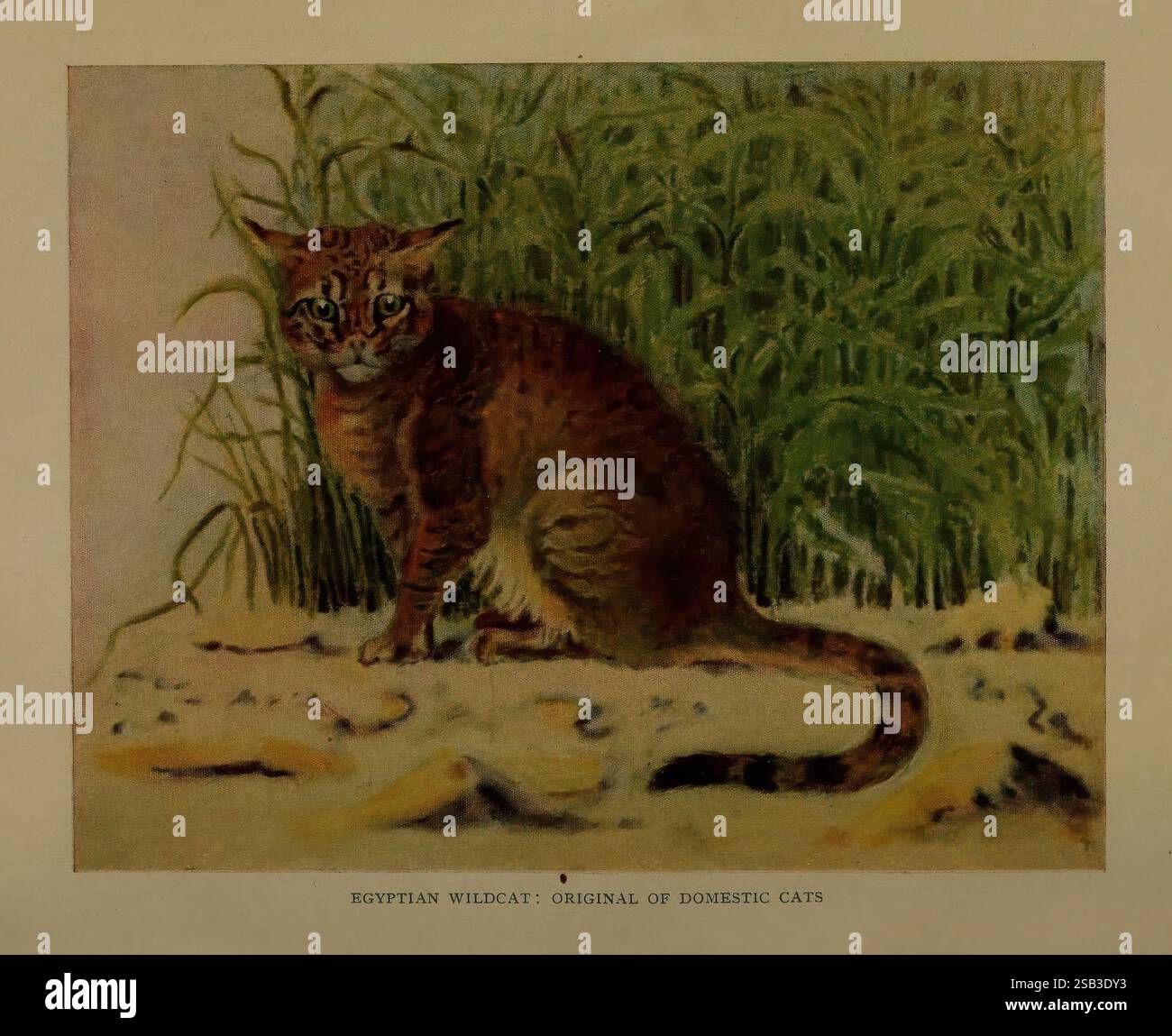 Stealthy demeanor hi-res stock photography and images - Alamy
