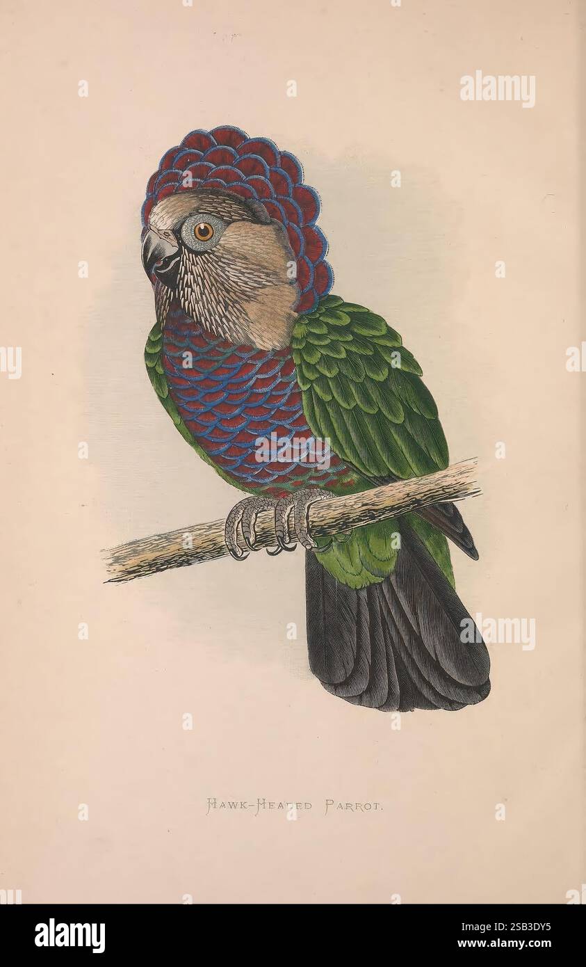 Distinctive crest features hi-res stock photography and images - Alamy