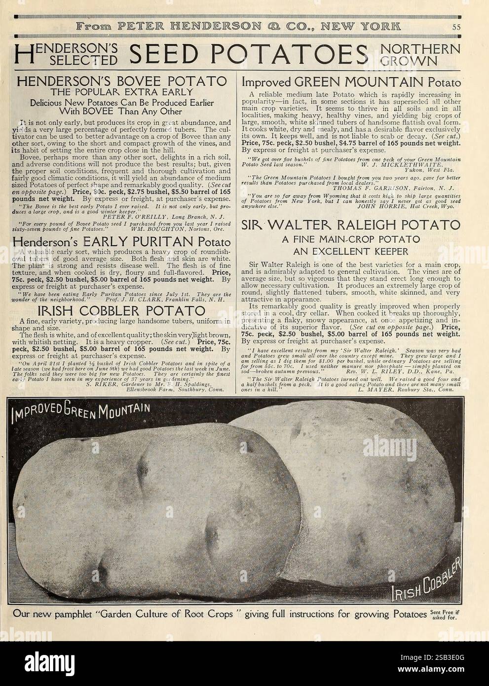 Early puritan potato hi-res stock photography and images - Alamy