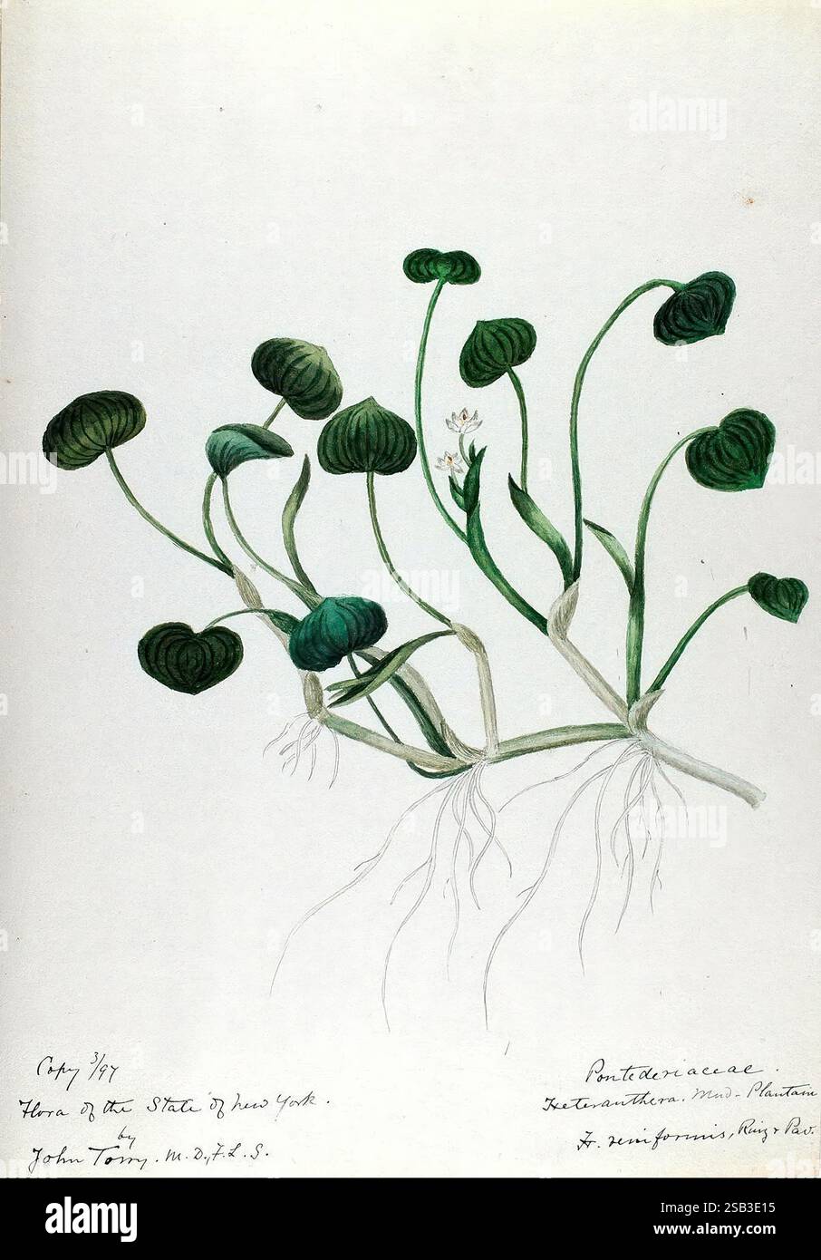 Fine root structures hi-res stock photography and images - Alamy