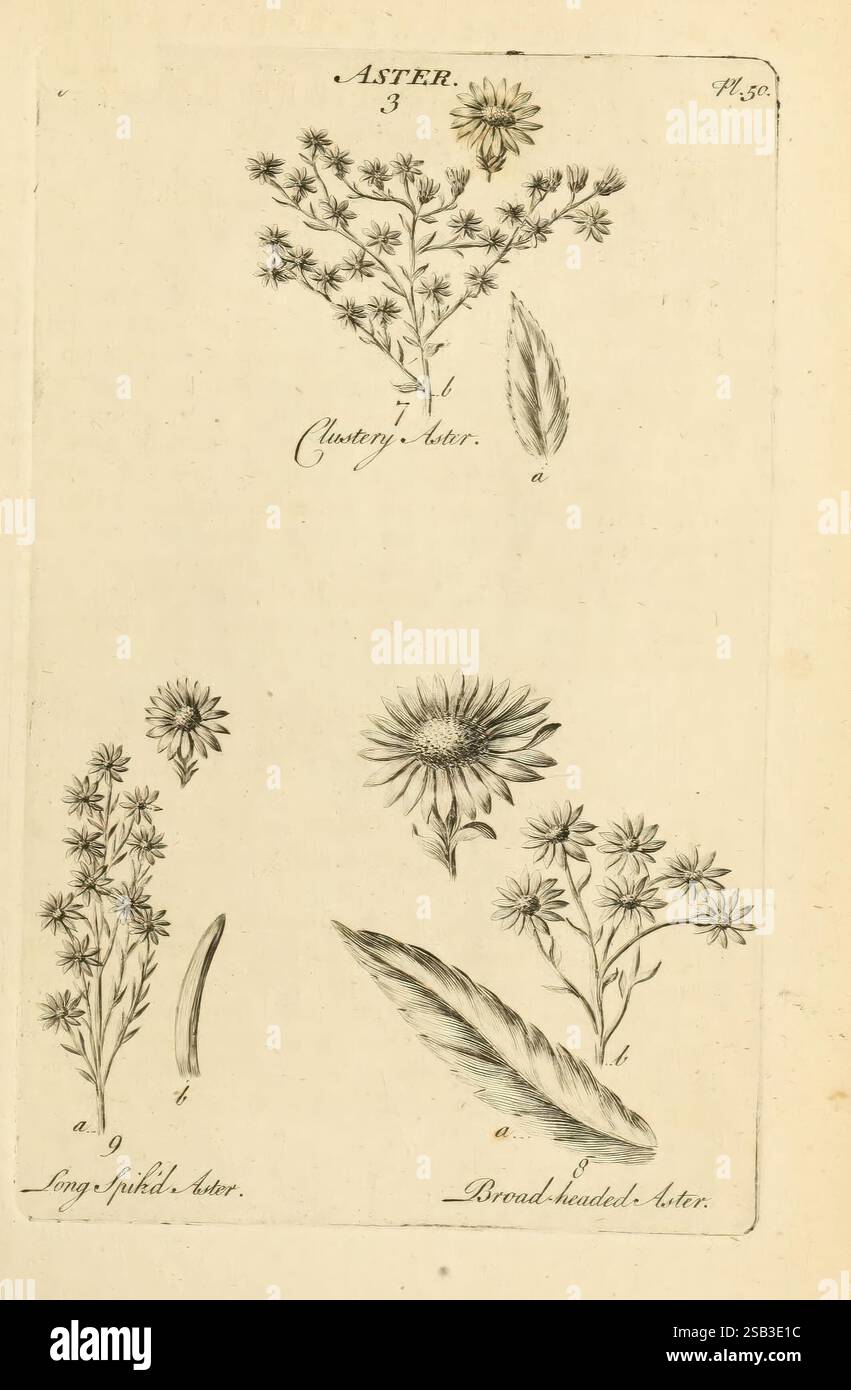 The vegetable system, London,, 1759-1763, botany, pictorial works, The ...