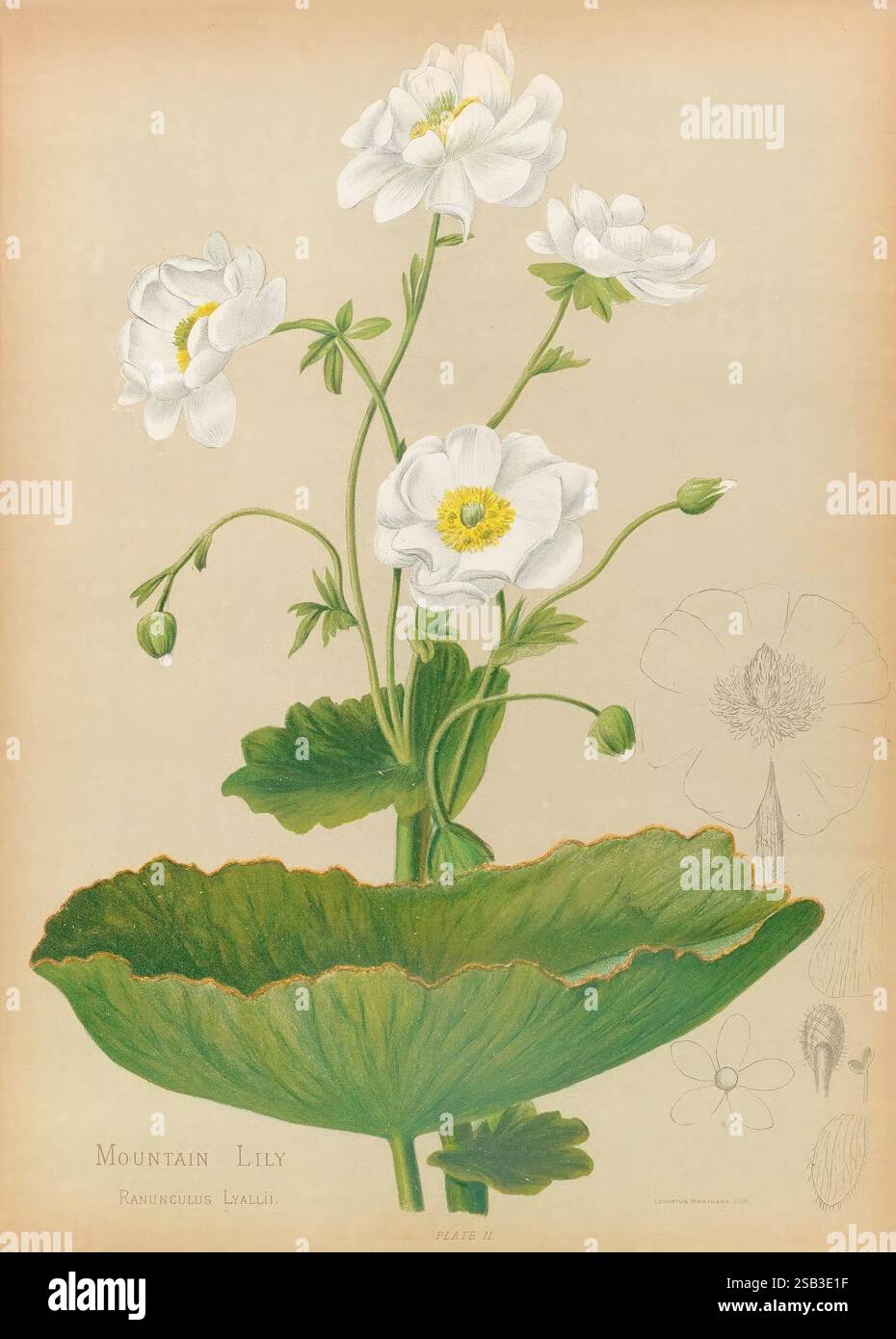 The native flowers of New Zealand, London, S. Low, Marston, Searle, and ...