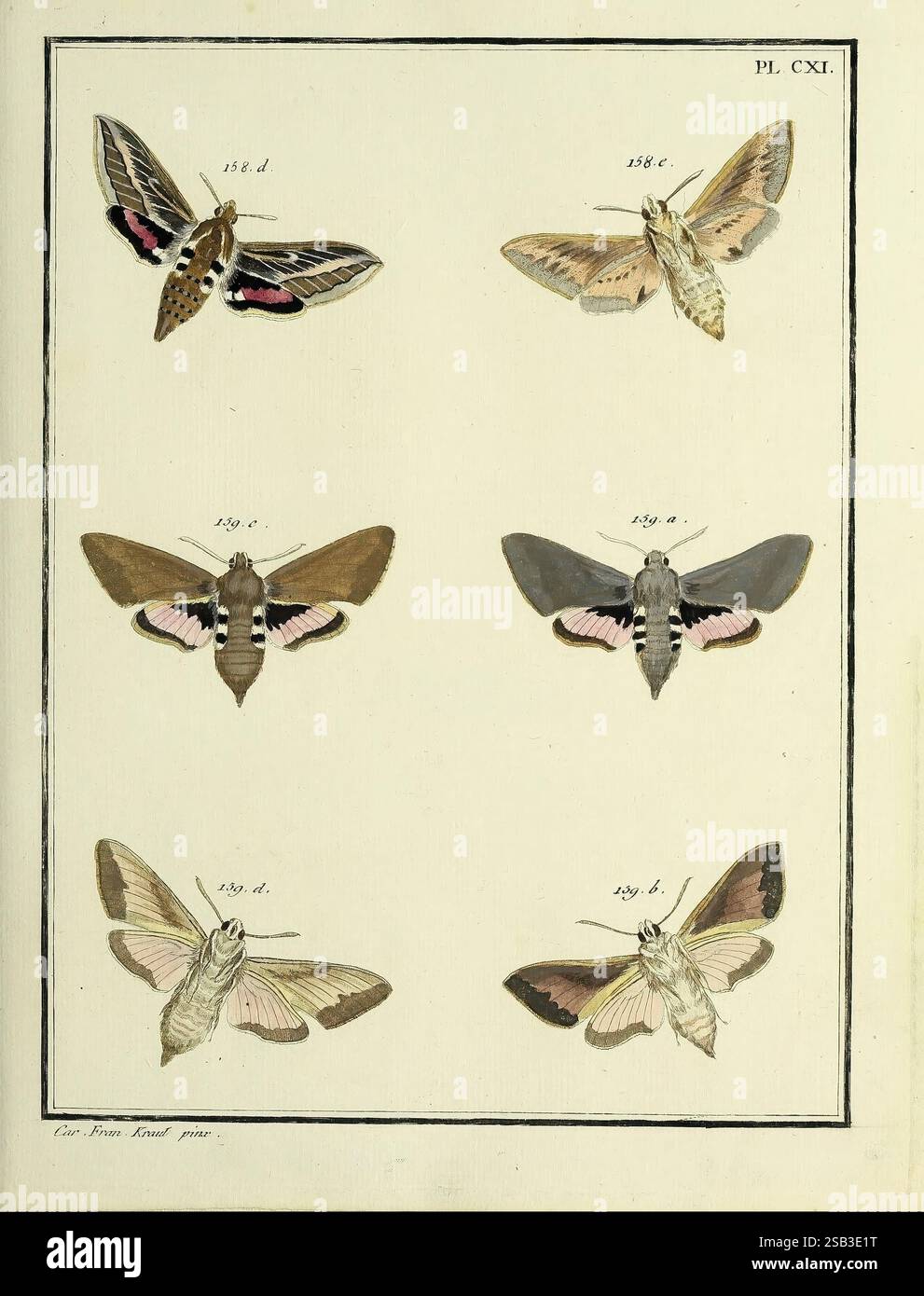 Top two moths feature prominent markings hi-res stock photography and ...