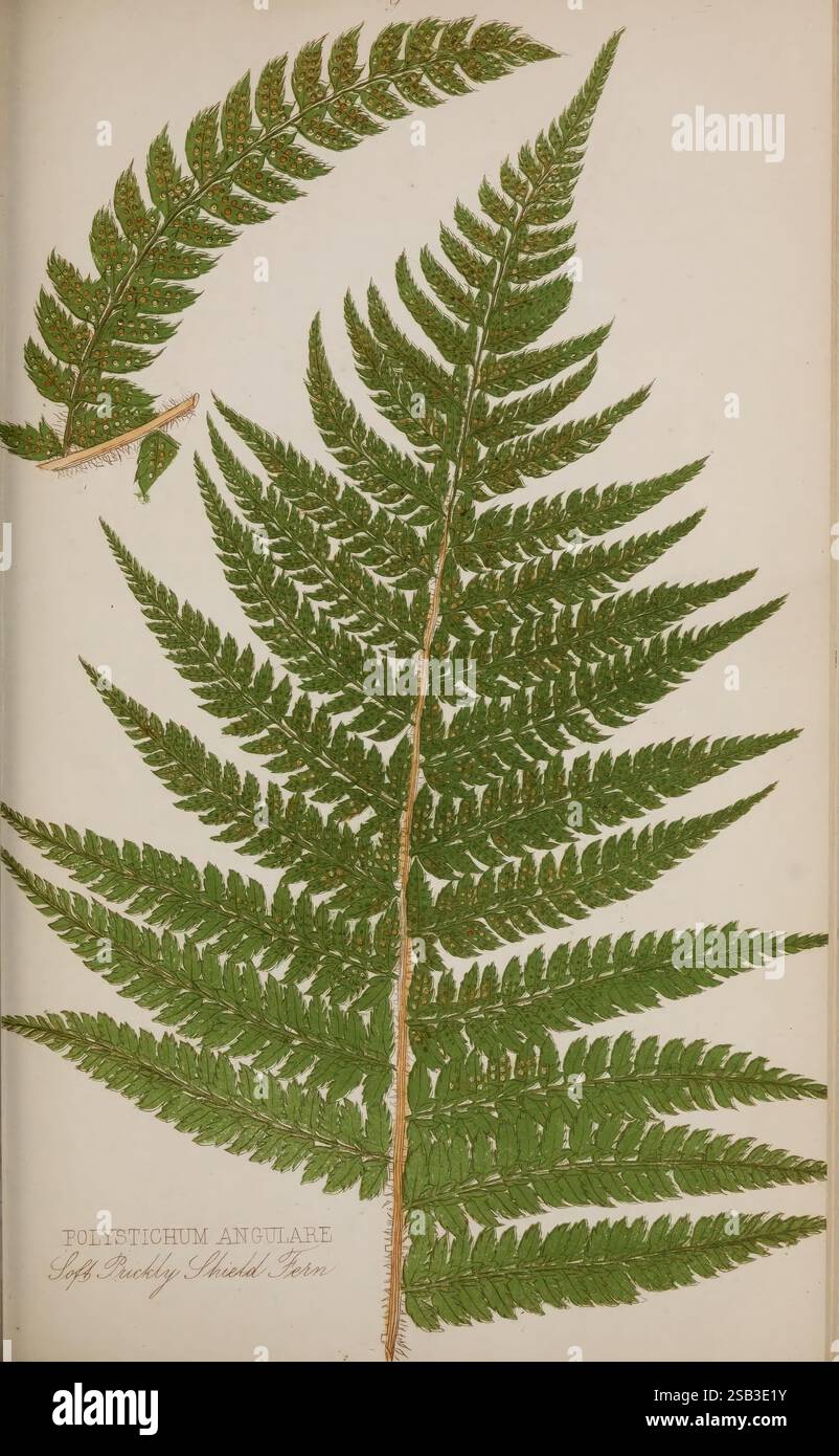 Two elegant ferns hi-res stock photography and images - Alamy