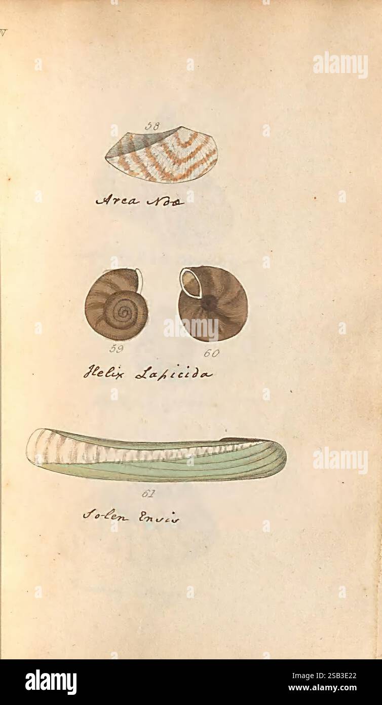 Arca nos hi-res stock photography and images - Alamy