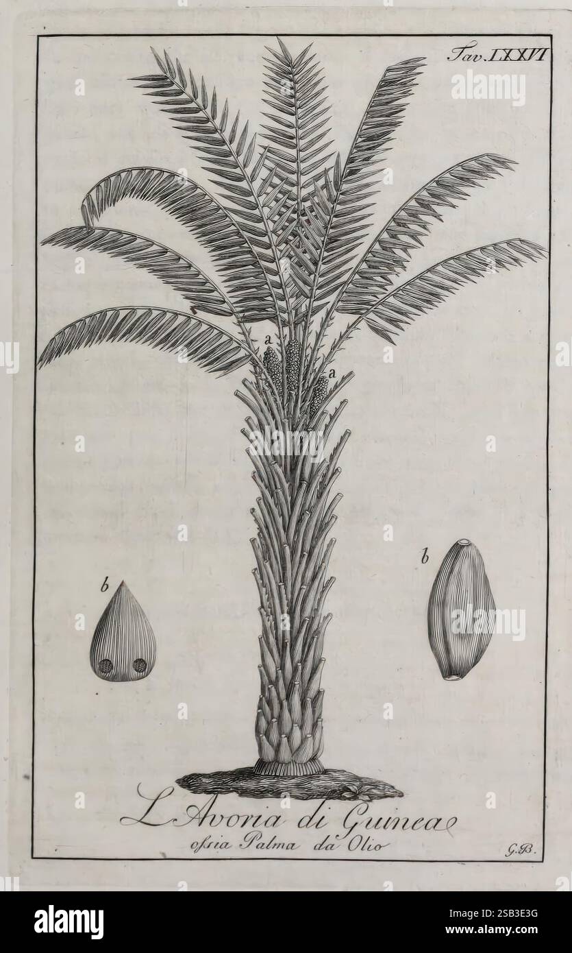 Palm tree identified hi-res stock photography and images - Alamy