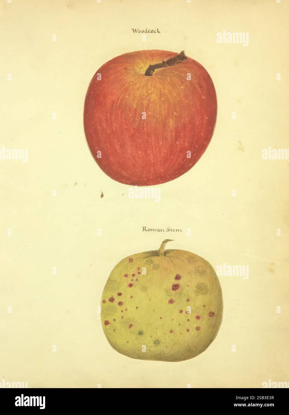 Scene depicts two distinct varieties hi-res stock photography and ...