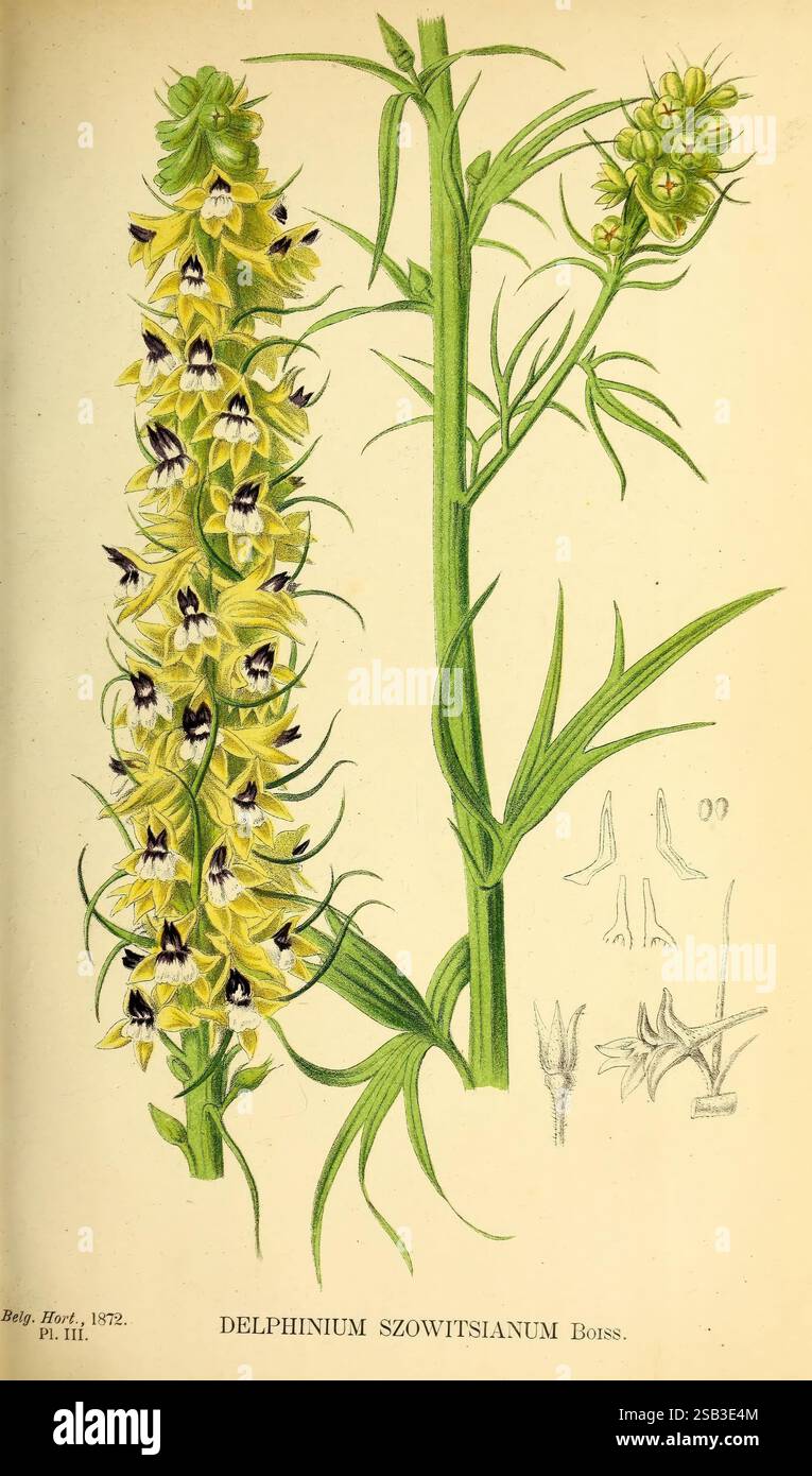 Delphinium szowitsianum hi-res stock photography and images - Alamy