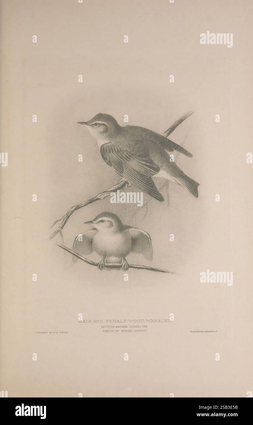 The British Warblers, London, R.H. Porter, 1907-1914, birds, Great ...