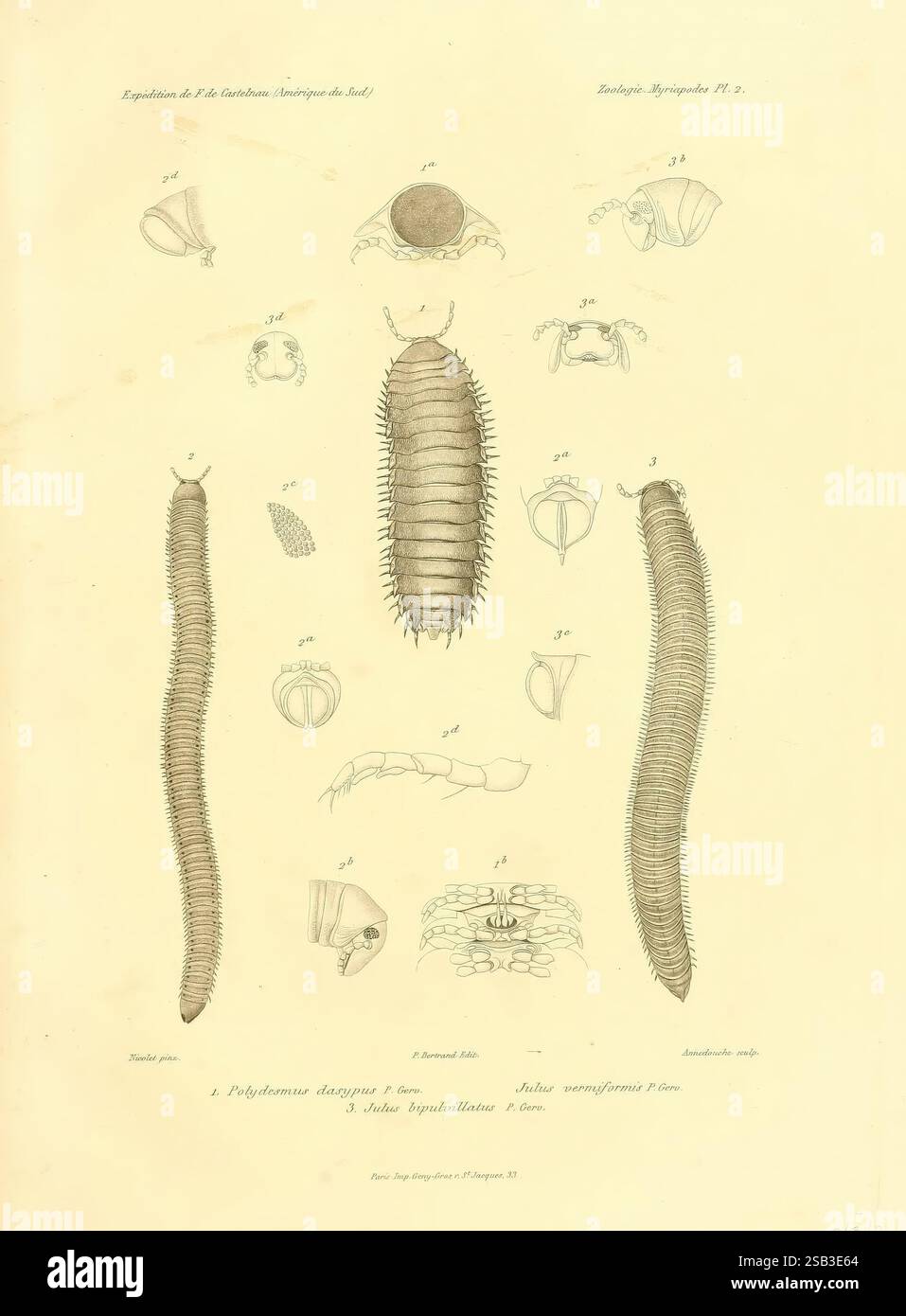 The illustration showcases a variety of marine organisms, meticulously ...