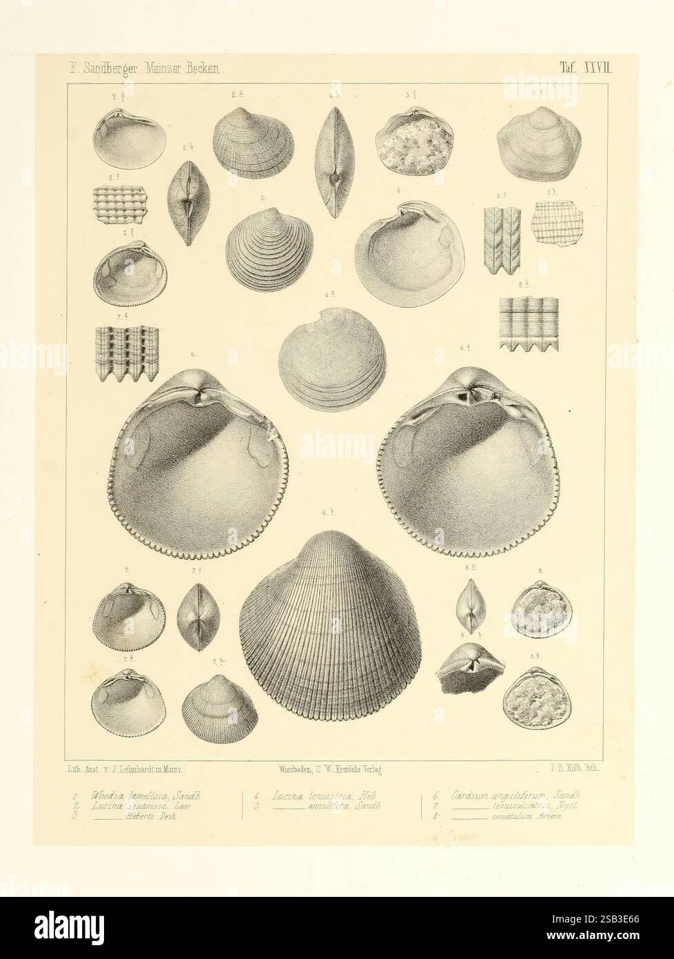 Complex marine life form hi-res stock photography and images - Alamy