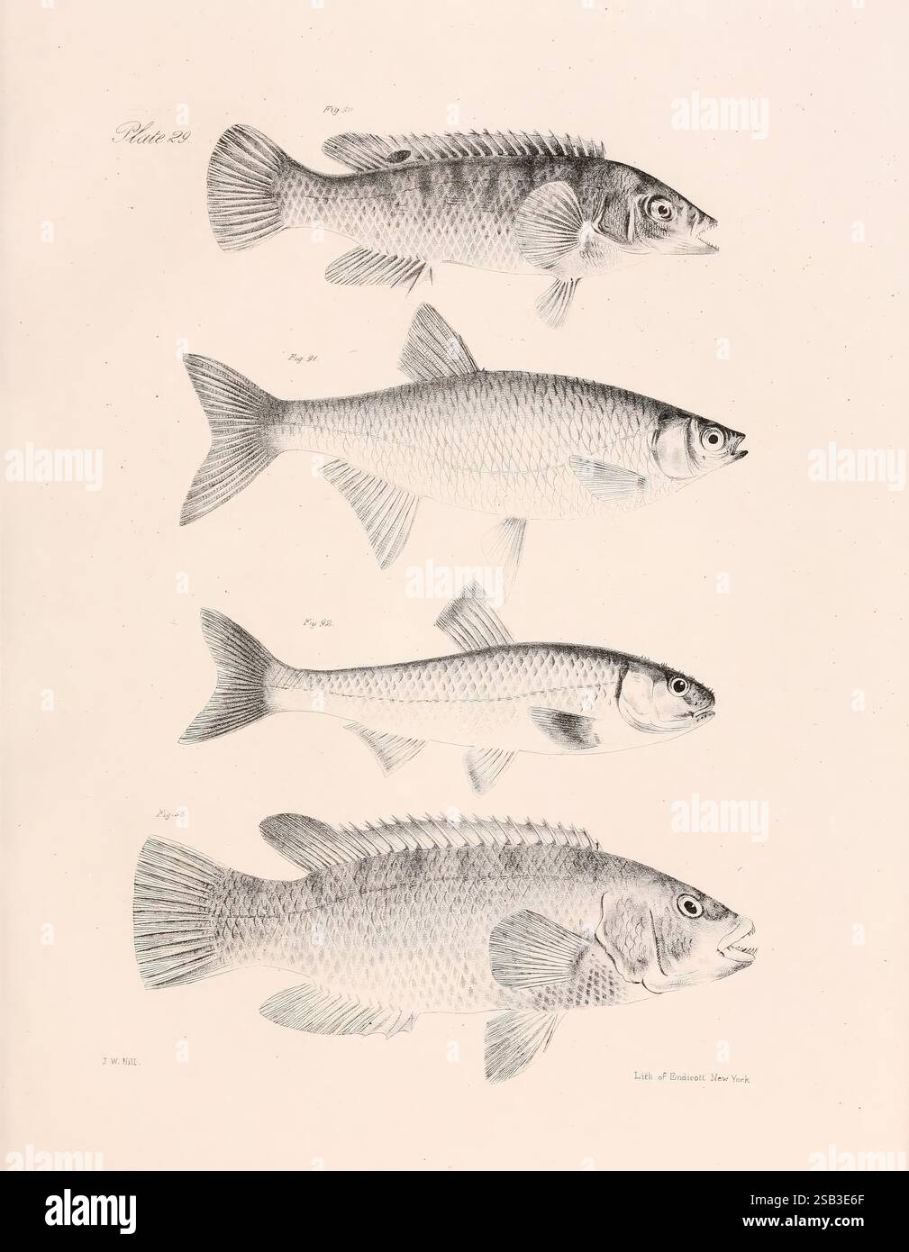 Zoology of New York, Albany, W. & A. White & J. Visscher, 1842-44 ...