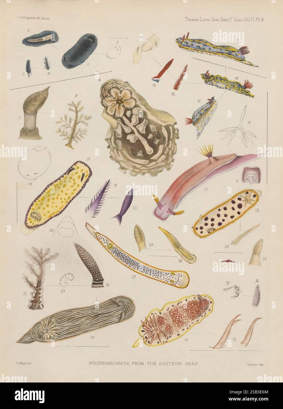 Transactions of the Linnean Society of London, London, The Society ...