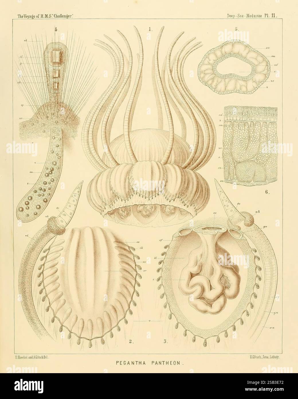 Central bell shape surrounded hi-res stock photography and images - Alamy