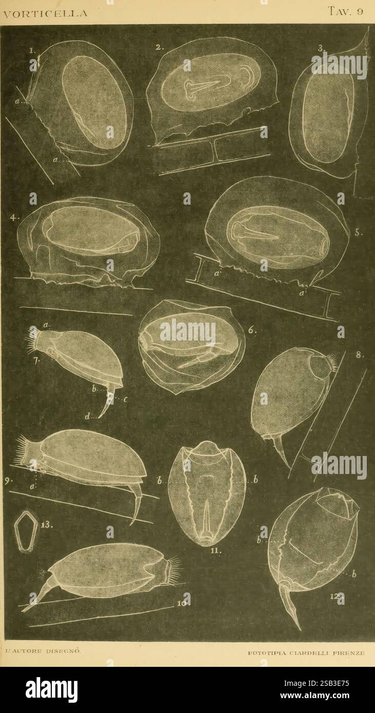 Unique bell shaped body hi-res stock photography and images - Alamy
