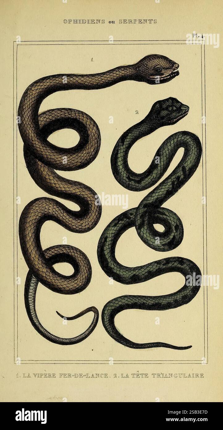 La vipere feroz de lance hi-res stock photography and images - Alamy