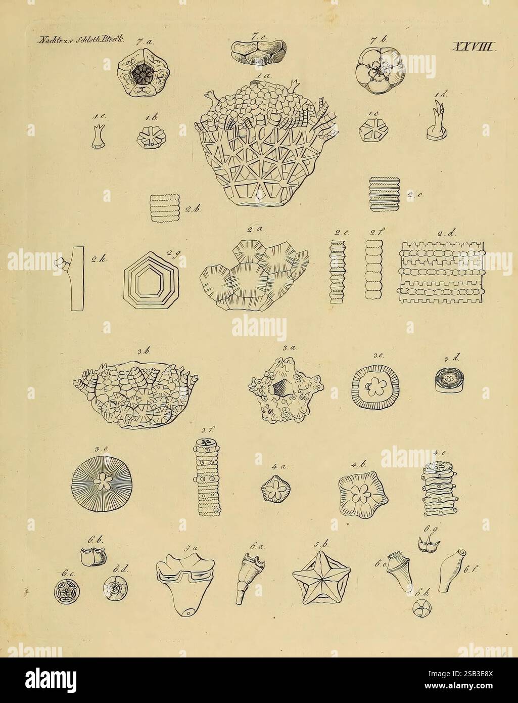 Labeled figure displays unique structures hi-res stock photography and ...