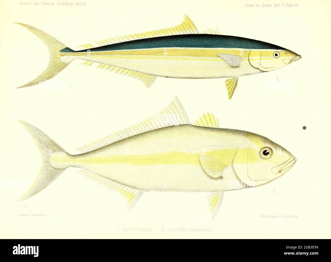 Andrew Garrett's Fische der Südsee, Hamburg, L. Friederichsen & Co ...