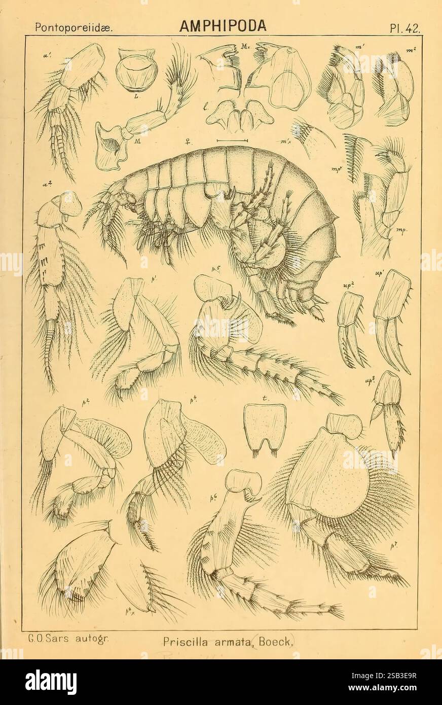 Diverse morphological adaptations hi-res stock photography and images ...