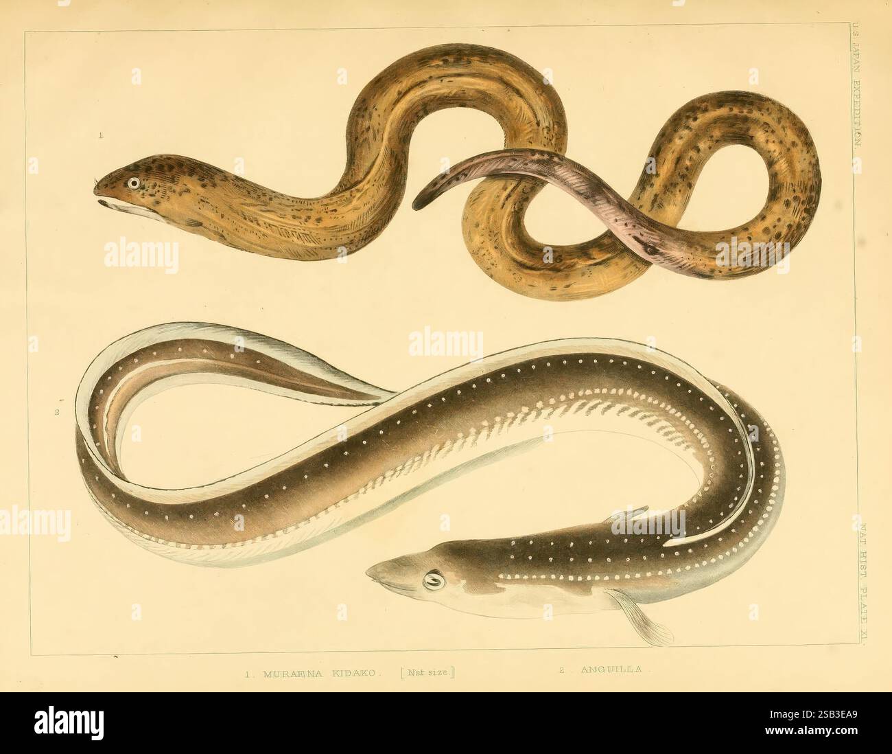 Elongated eel exhibits hi-res stock photography and images - Alamy