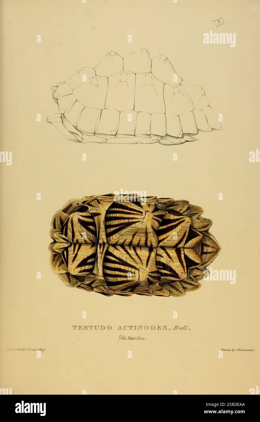 Tortoises, terrapins, and turtles, London, Paris, and Frankfurt, H ...
