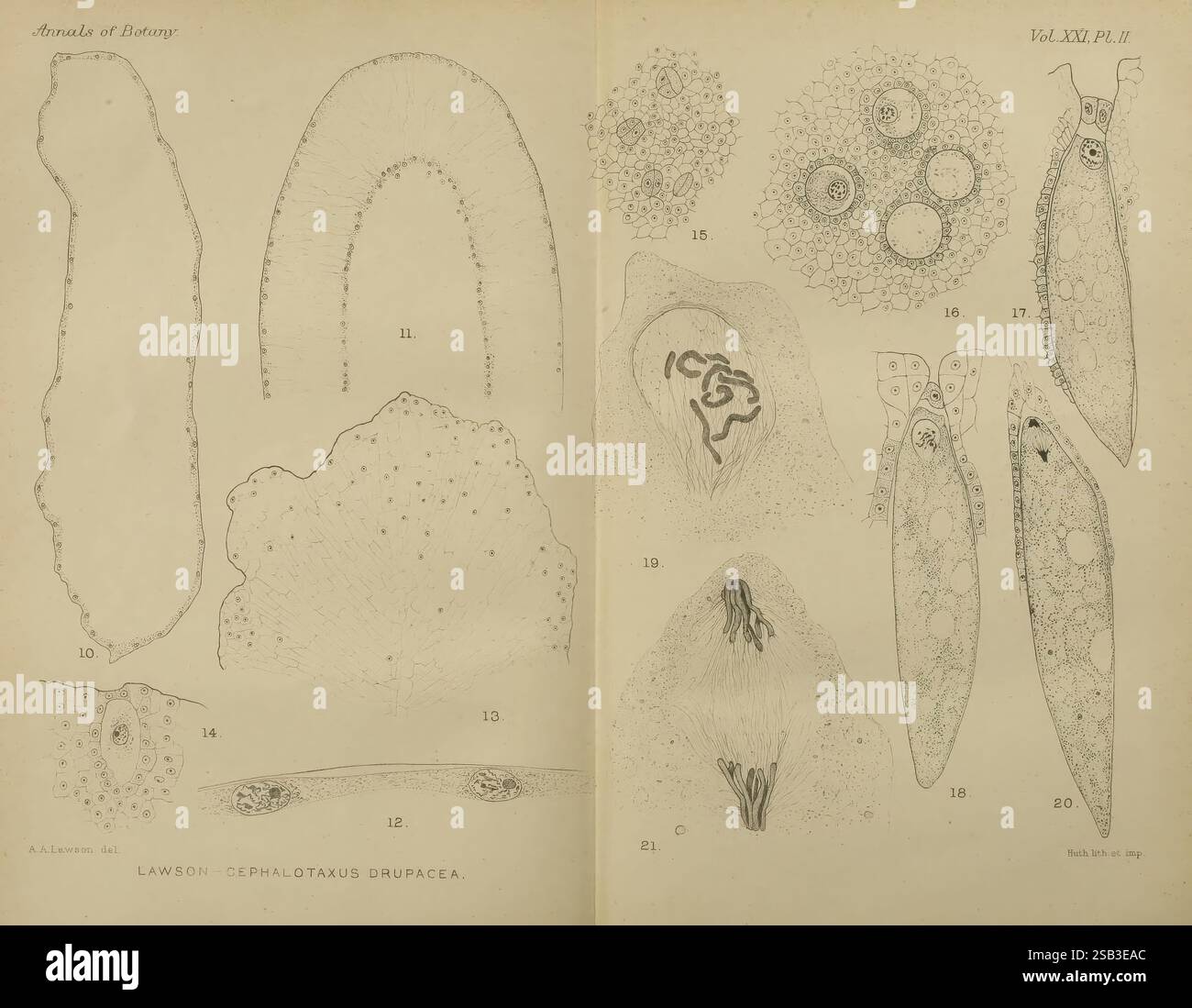 Diversity of microscopic life forms hi-res stock photography and images ...