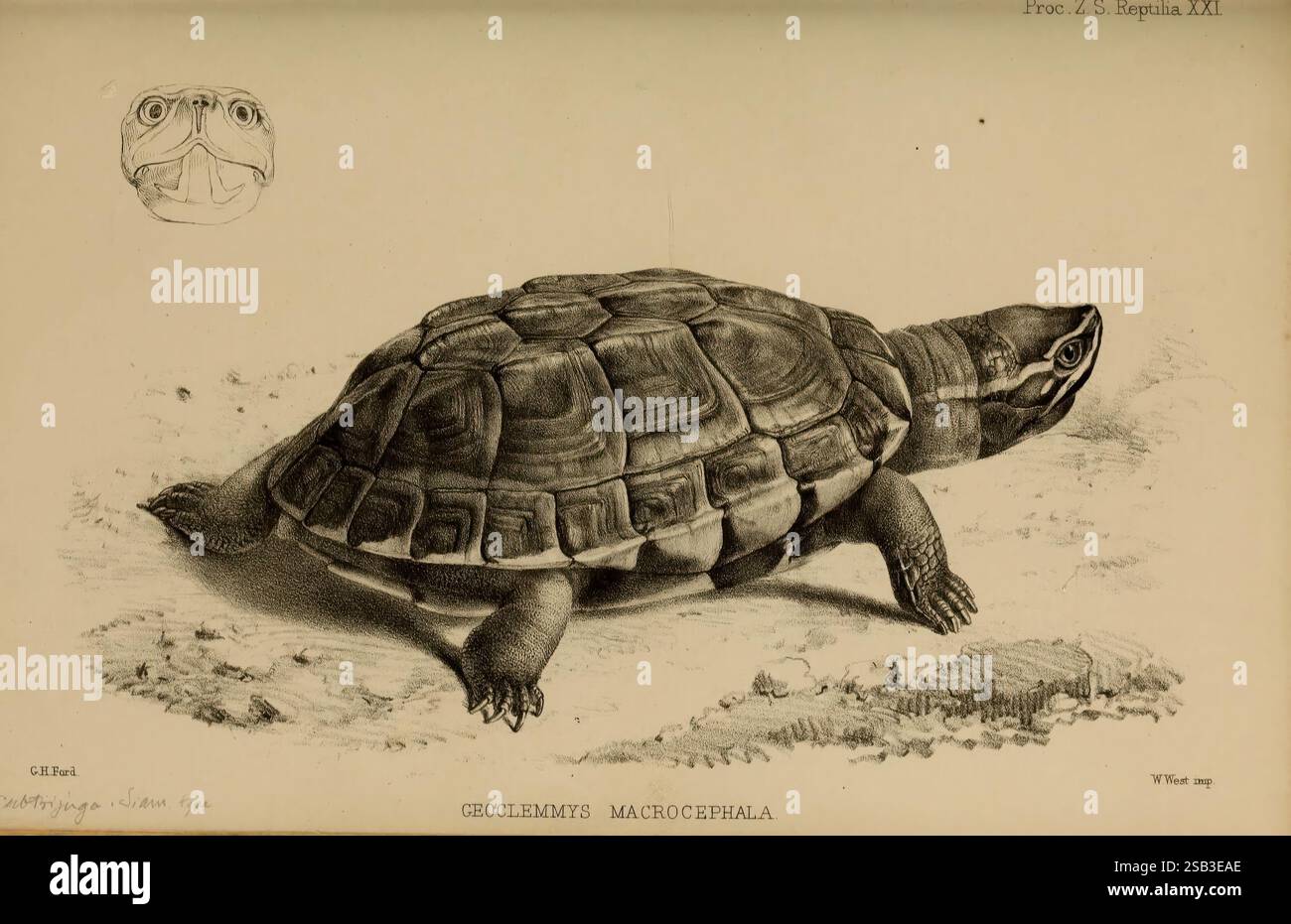 Turtles impressive physical characteristics hi-res stock photography ...