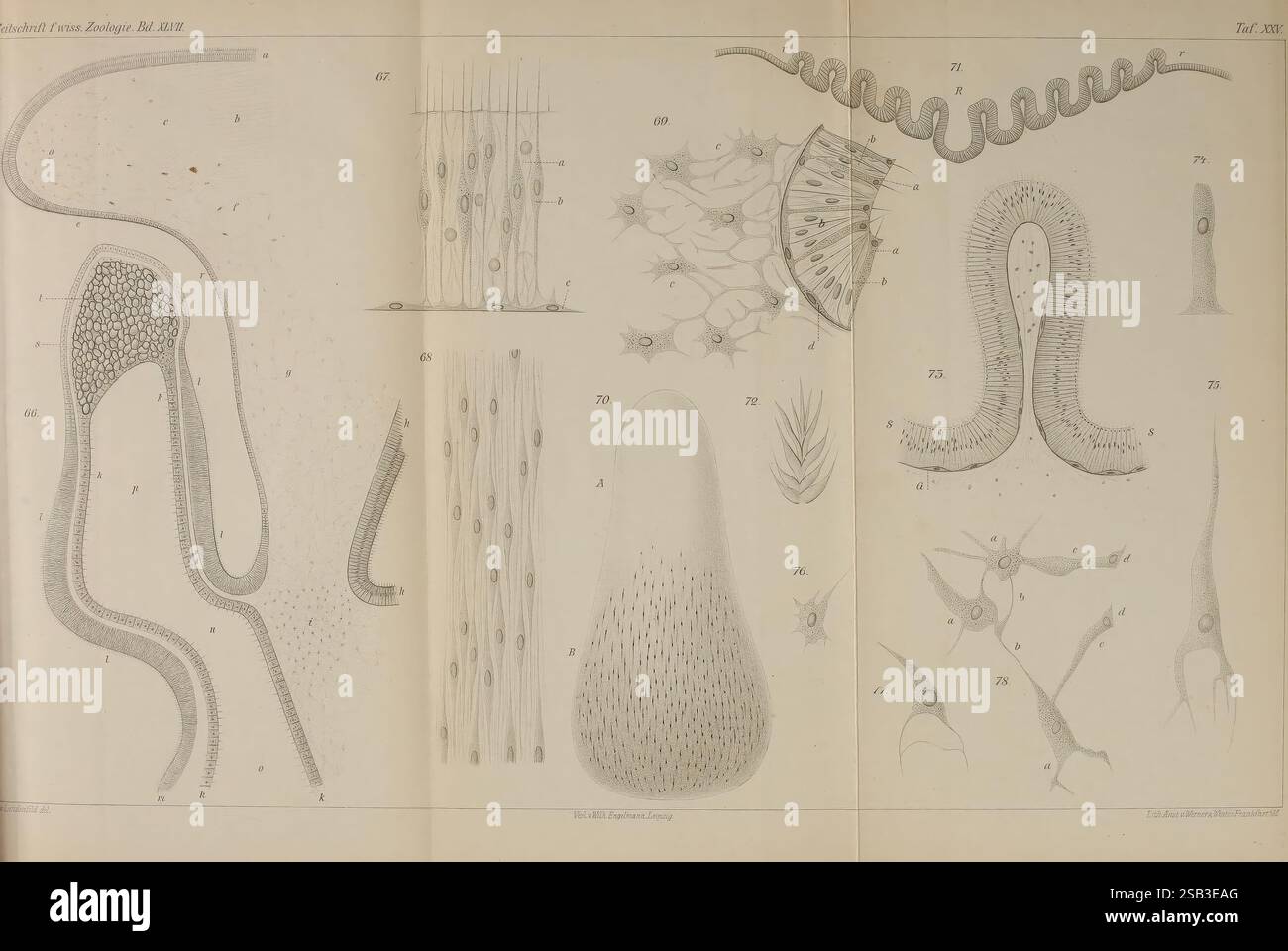 Elongated shapes illustrate hi-res stock photography and images - Alamy