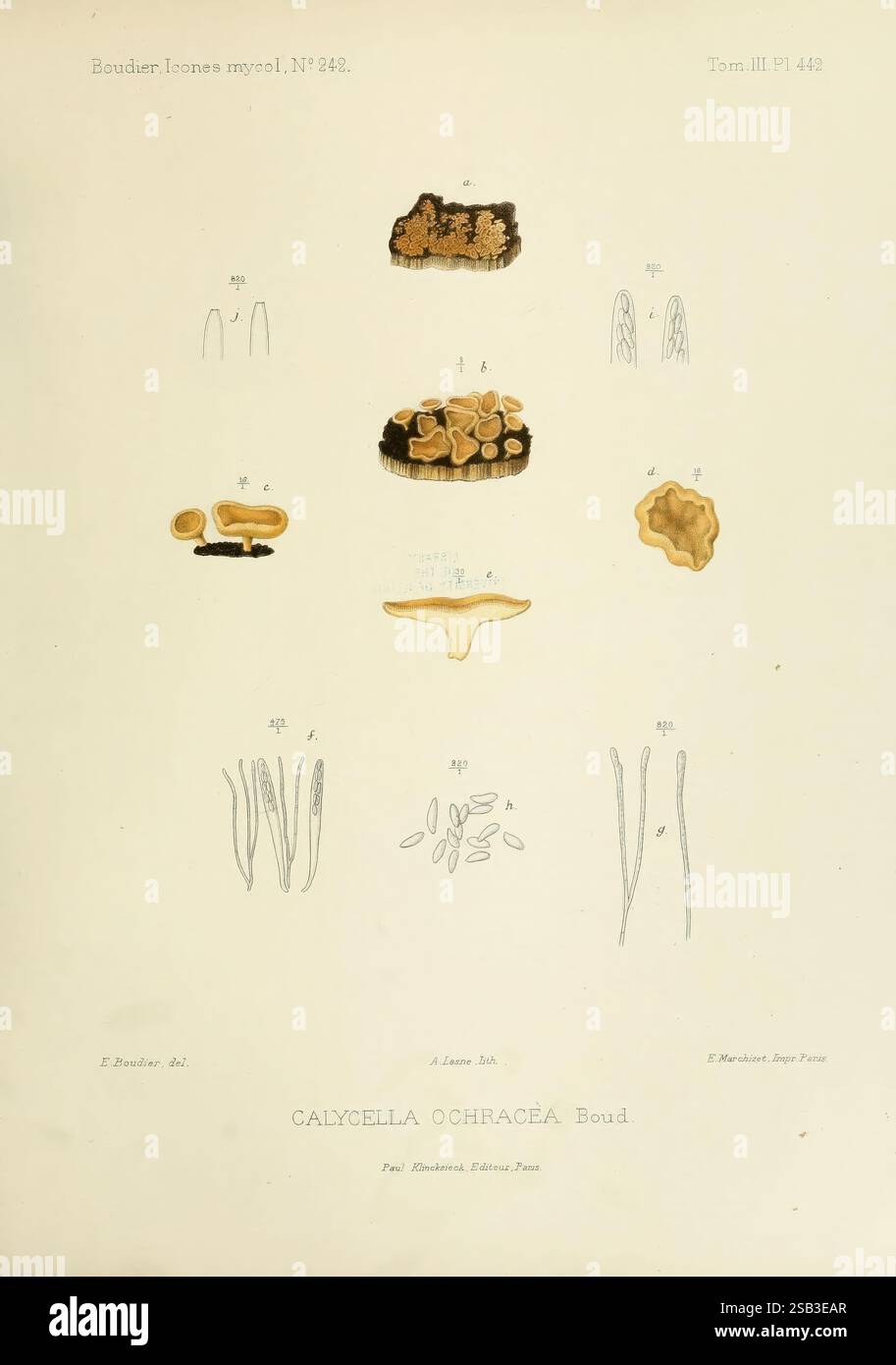Icones mycologicae, ou Iconographie des champignons de France ...