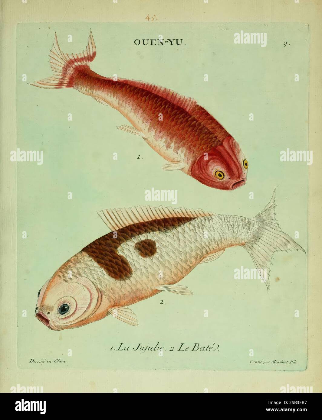 Fishs rounded shape hi-res stock photography and images - Alamy