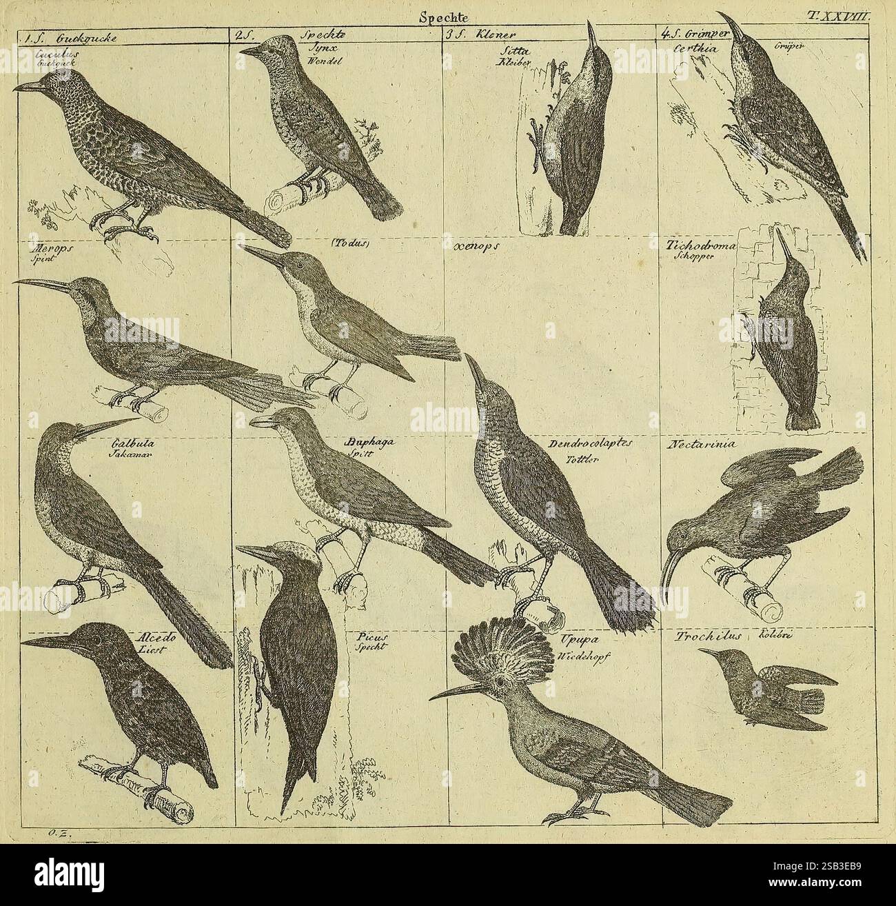 Variety of species in detailed line drawings hi-res stock photography ...