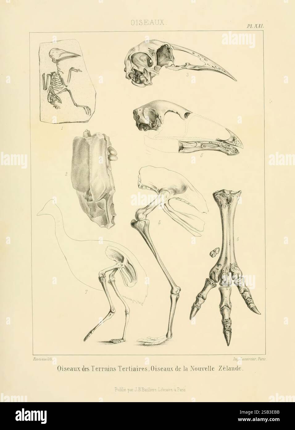 Depictions of skeletal structures hi-res stock photography and images ...