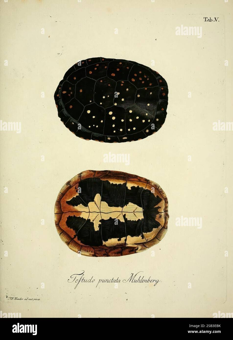 Two distinct turtle shells hi-res stock photography and images - Alamy