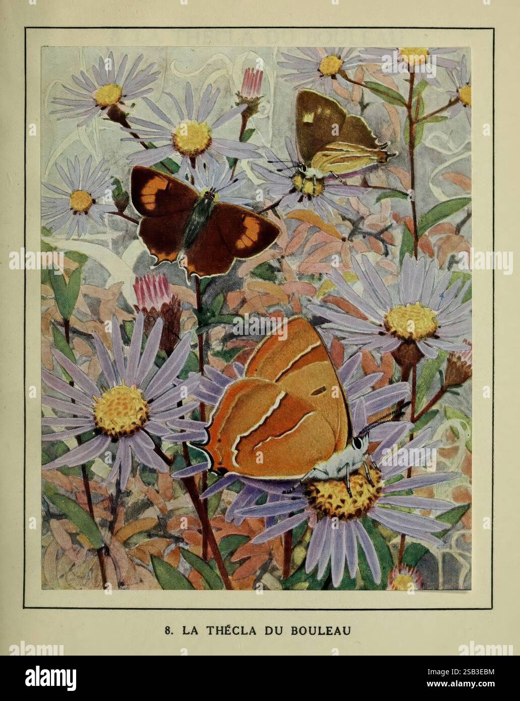 Composition showcases three distinct butterflies hi-res stock ...