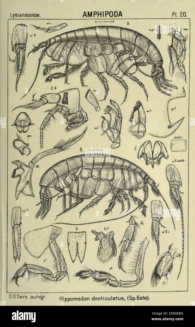 Key anatomical features hi-res stock photography and images - Alamy