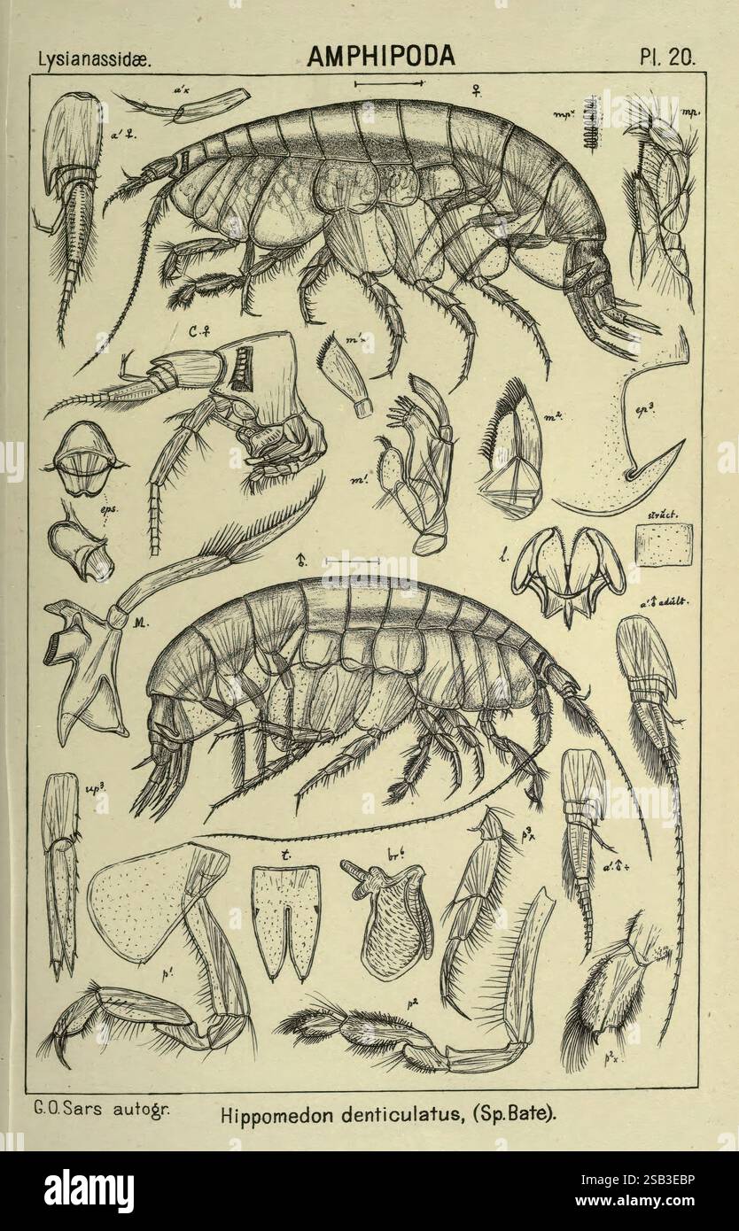 An account of the Crustacea of Norway Amphipoda plates Christiania, A ...