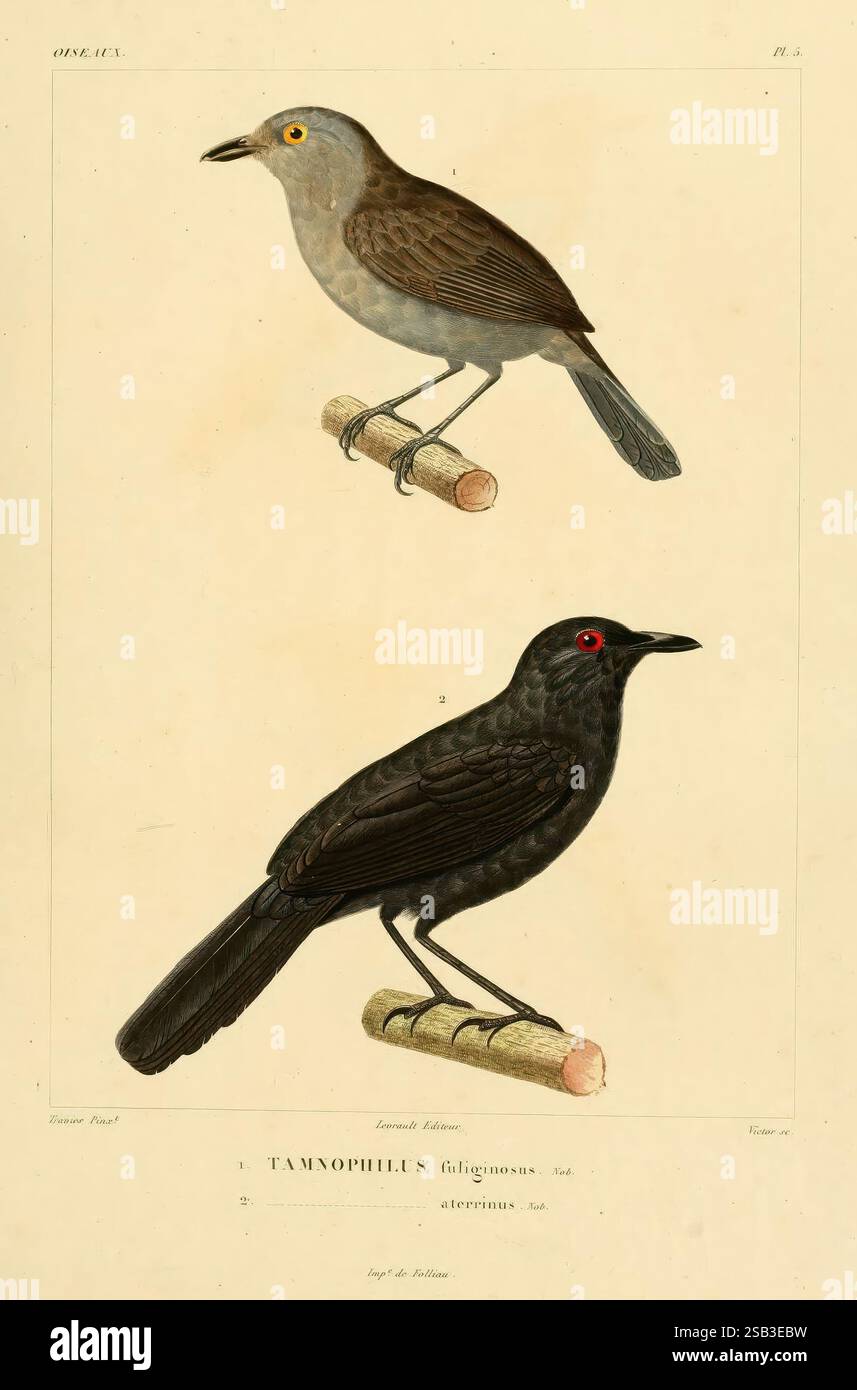 Detailed illustration showcases two distinct bird species hi-res stock ...