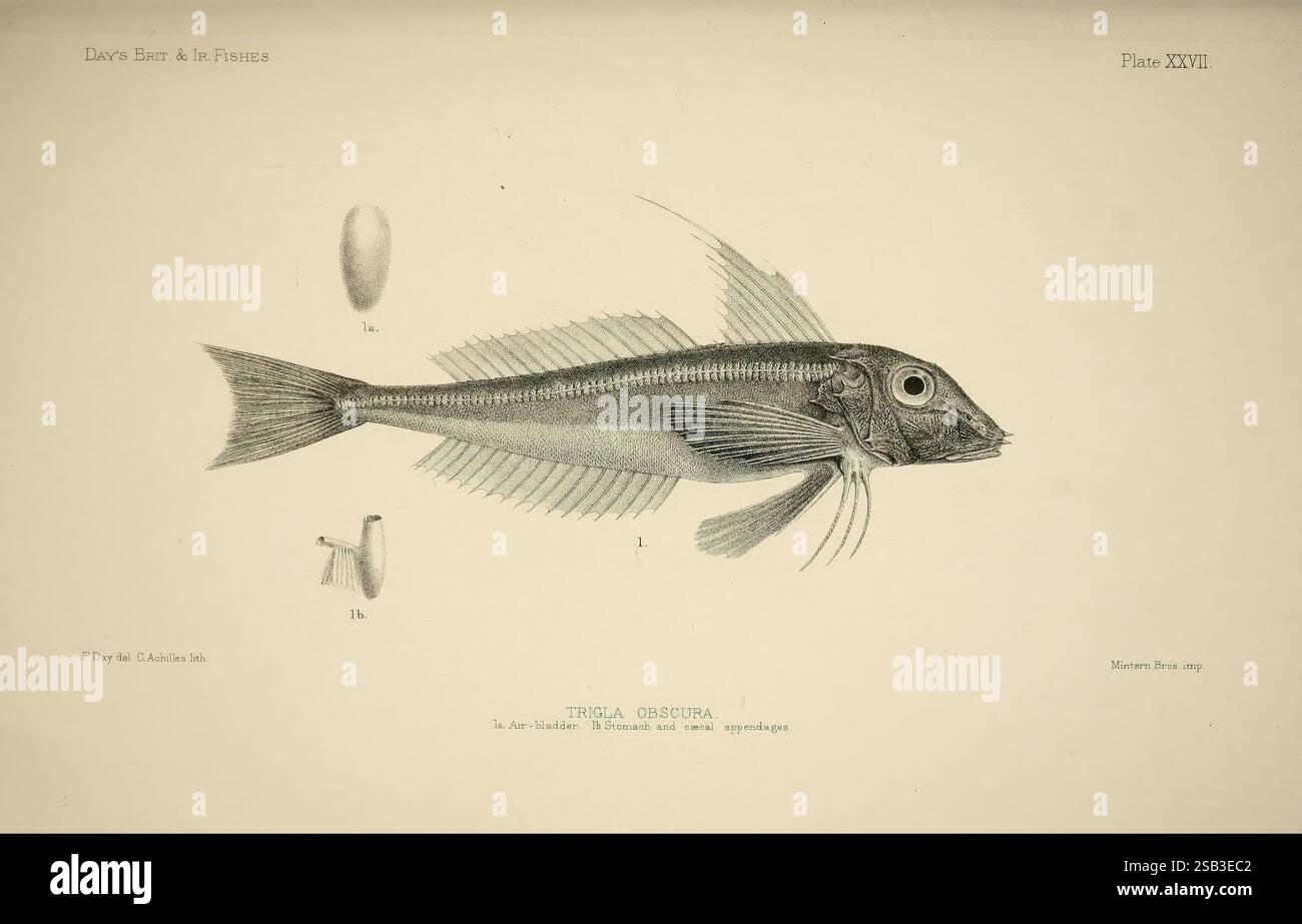 The fishes of Great Britain and Ireland, Edinburgh, 1880-1884, Great ...