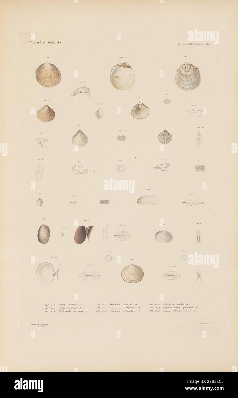 Mollusca, shells, Boston, Gould, Lincoln, 1852, mollusks, A detailed ...