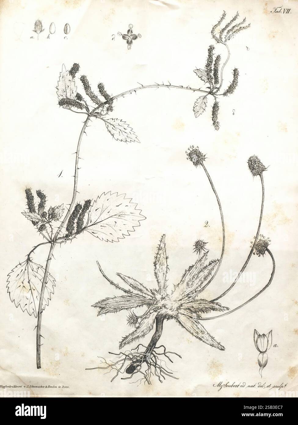 Herbarium studies hi-res stock photography and images - Alamy