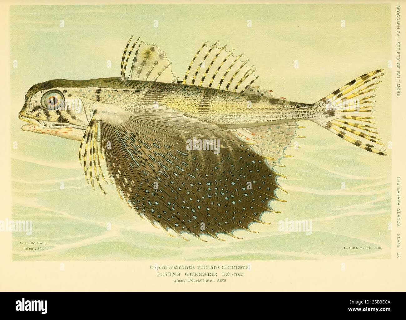 Fishes of the Bahama Islands, Baltimore, The Geographical Society of ...