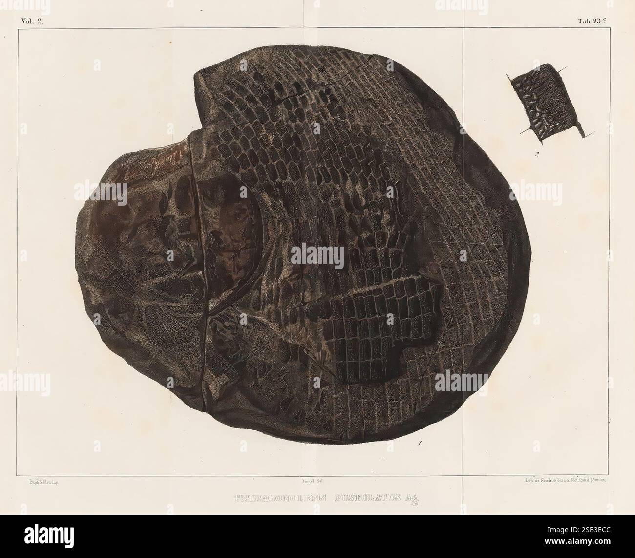 Prehistoric turtle specimen hi-res stock photography and images - Alamy