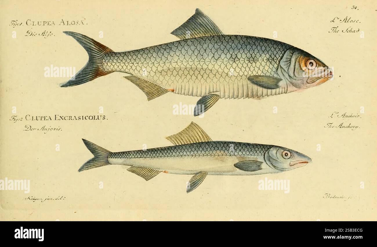 Ichthyologie ou Histoire naturelle des poissons, Berlin, Chez l'auteur ...