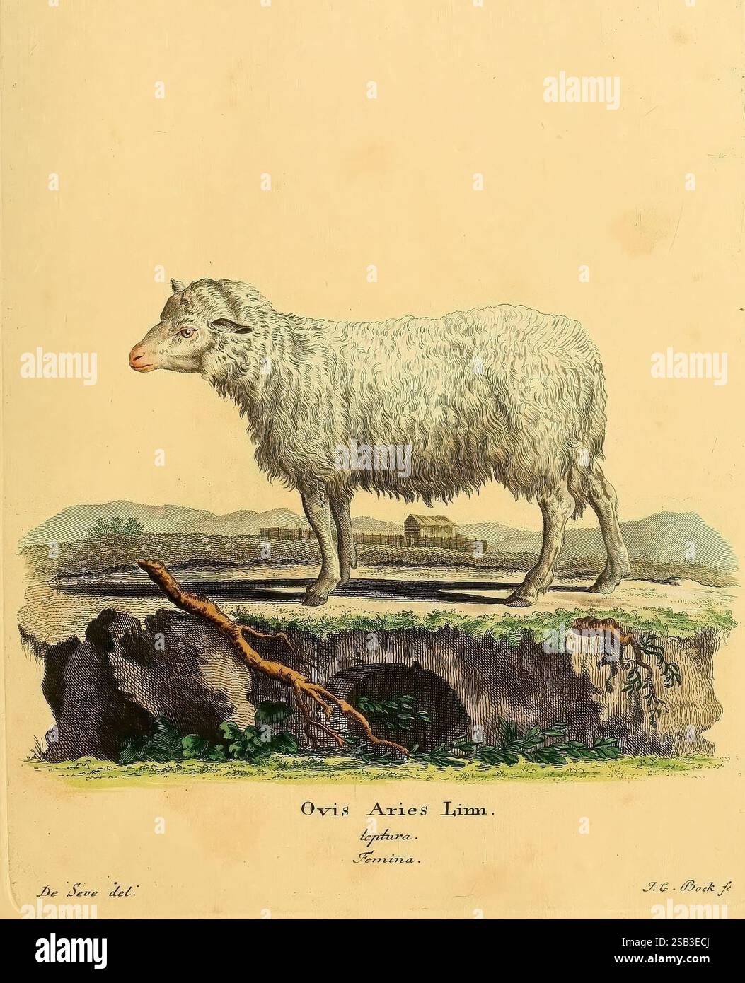 Ovis aries lin hi-res stock photography and images - Alamy