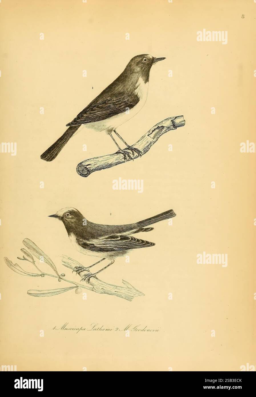 Illustration depicts two small birds hi-res stock photography and ...