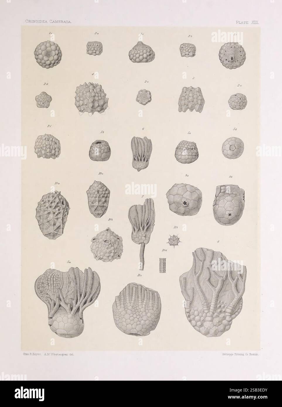 The North American Crinoidea camerata, Cambridge, U.S.A, 1897, North ...
