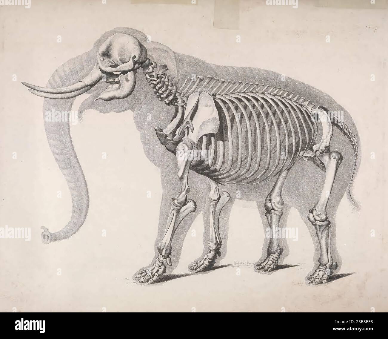 [Die vergleichende Osteologie, Bonn, In Commission bei Eduard Weber ...