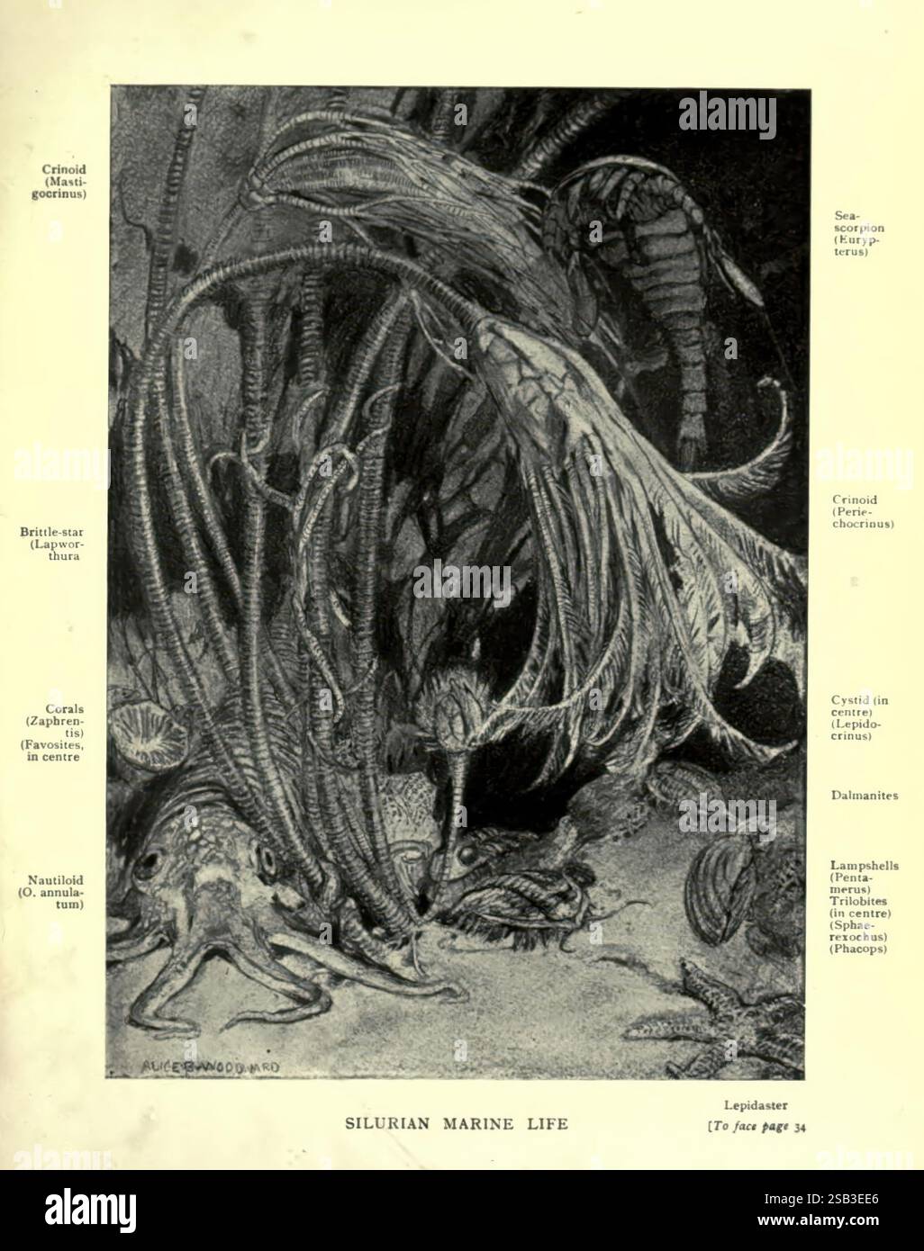 Evolution in the past London Herbert and Daniel 1912 Evolution ...