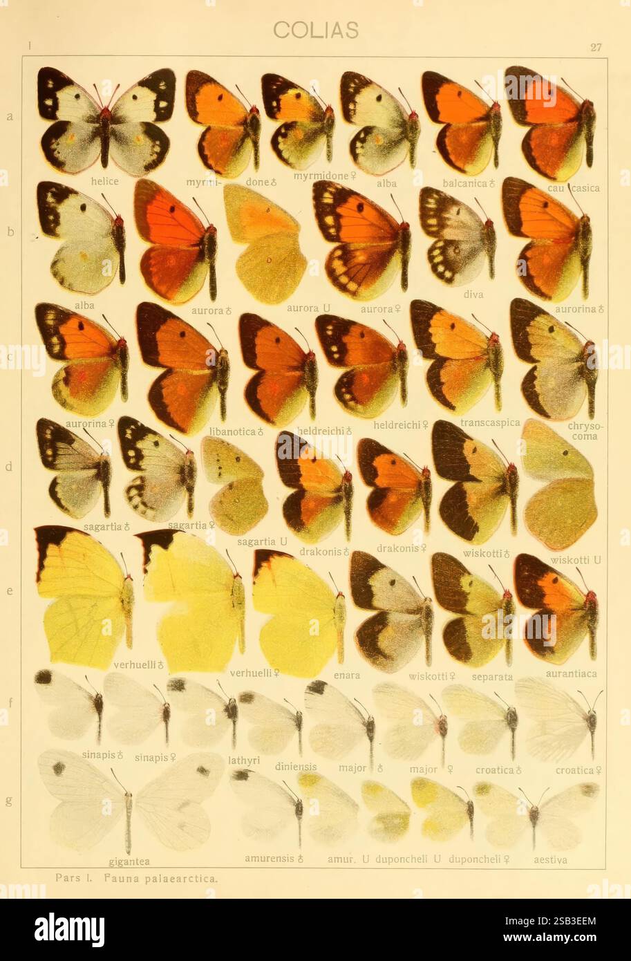 The, Macrolepidoptera, of, the, world, Stuttgart, Seitz'schen, (Kernen ...